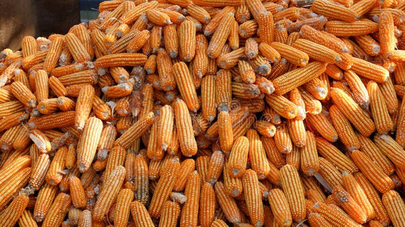 True Picture,Large Quantities of Corn Ready To Be Shipped into Silos ...