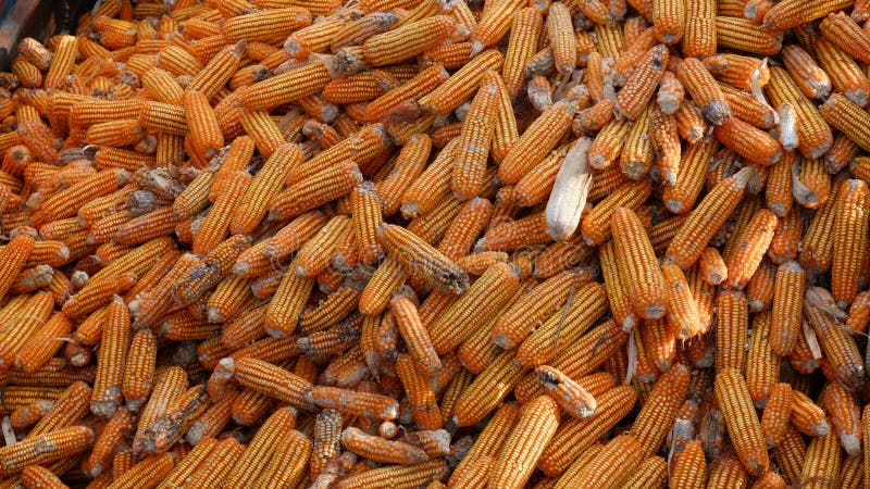 True Picture,Large Quantities of Corn Ready To Be Shipped into Silos ...