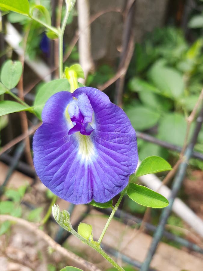 True Purple Flower stock image. Image of true, purple - 261748455