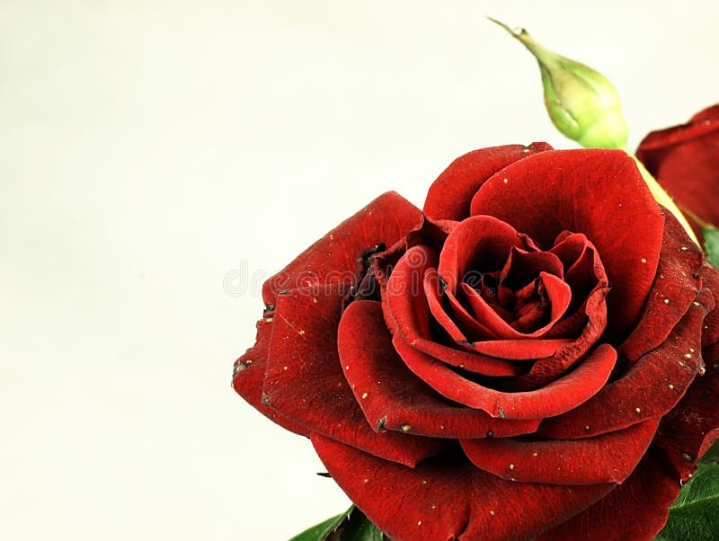 True Red Rose. Slightly Damaged Petals. Stock Photo - Image of closeup ...
