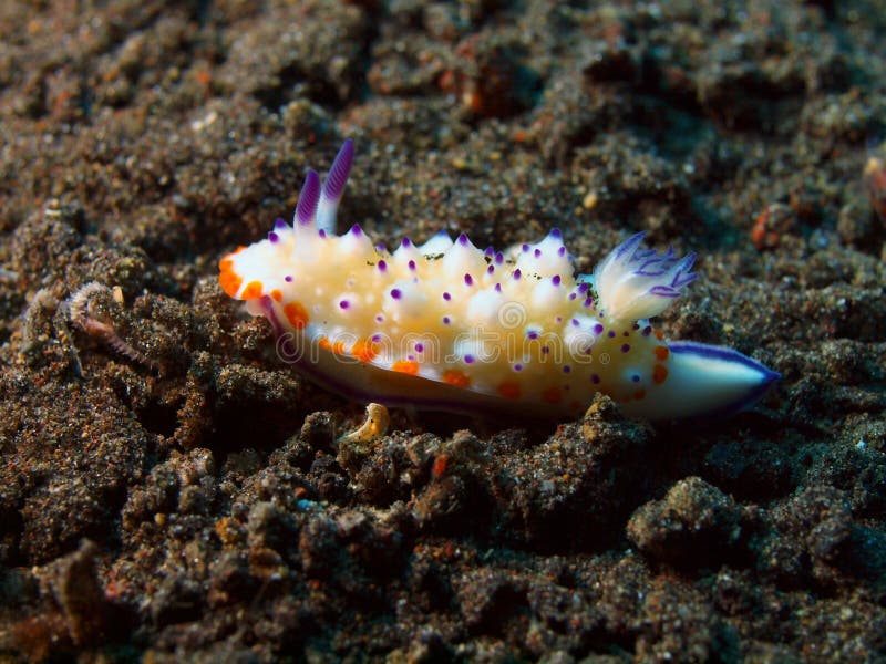 True sea slug stock image. Image of nature, tropic, underwater - 47307079
