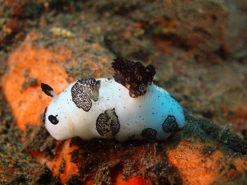 True sea slug stock image. Image of tropic, world, fauna - 48444865