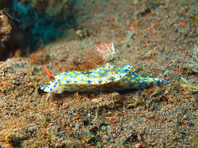 True sea slug stock photo. Image of water, ocean, wildlife - 48445014