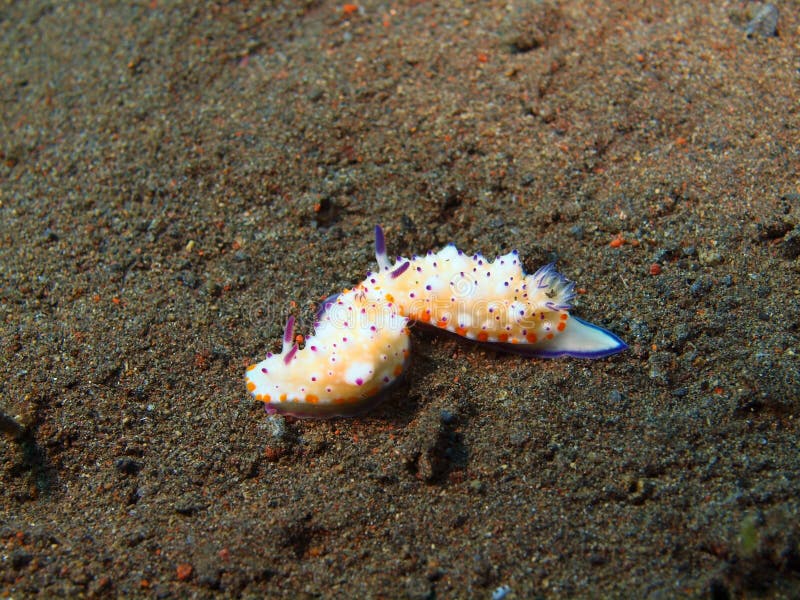True sea slugs stock photo. Image of underwater, water - 47307068