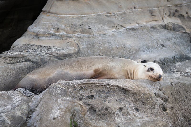 True Seal Marine Mammal Animal Lying on Rock Stock Photo - Image of ...