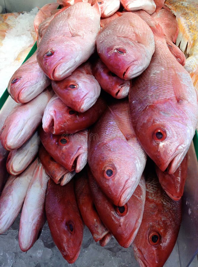 True snapper fish stock photo. Image of mobile, eating - 27845254