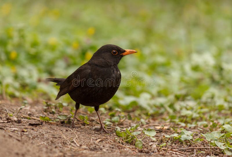 True Thrush Female Bird Close-up Portrait in the Forest Stock Photo ...