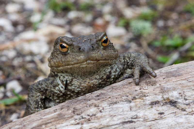True toad stock image. Image of water, common, macro - 98196535