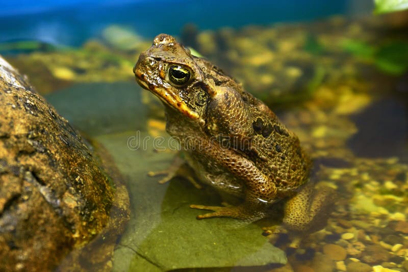 True toad stock image. Image of animal, toad, bufonidae - 70090441