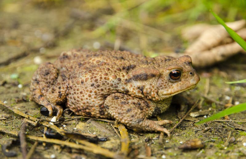 True toad frog stock image. Image of amphibian, animal - 48444245