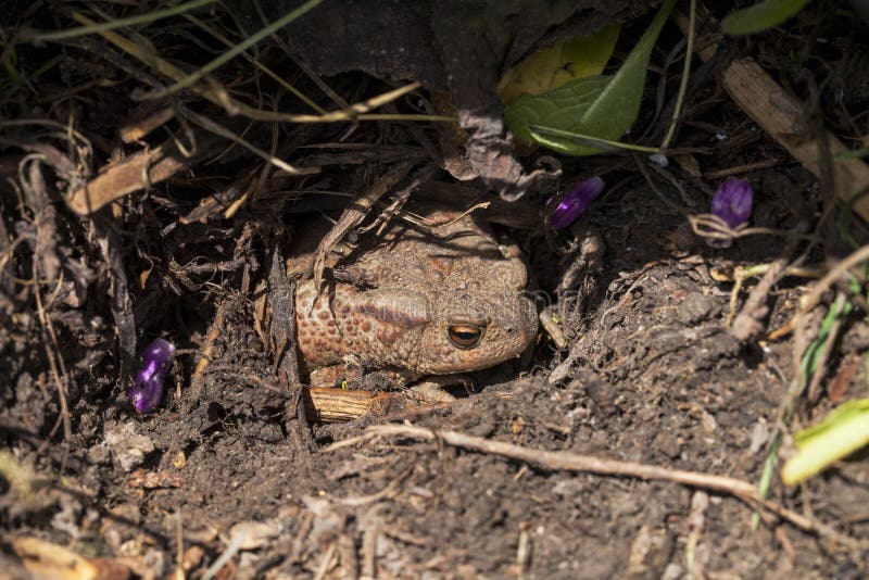 A true toad in a garden stock image. Image of frogs - 121672545