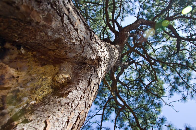 A true tree ent stock photo. Image of needles, lens, spots - 9882818