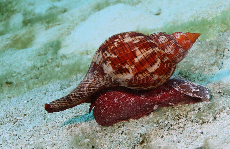 True Tulip Snail - Cozumel stock image. Image of invertebrate - 22247199