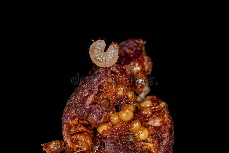 True Weevil Beetle Larva stock image. Image of beetles - 263480577