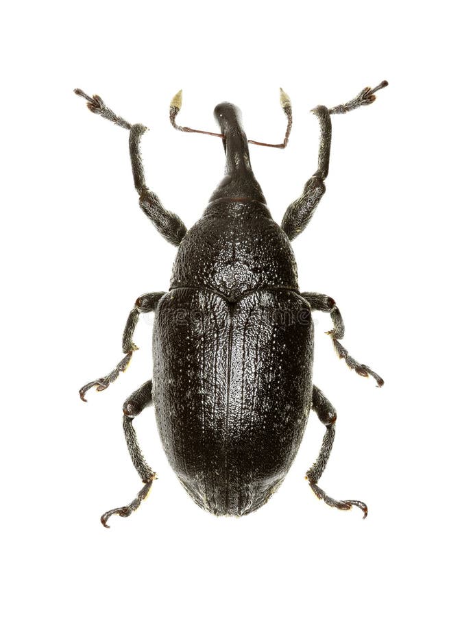 Wevil Stock Photos - Free & Royalty-Free Stock Photos from Dreamstime