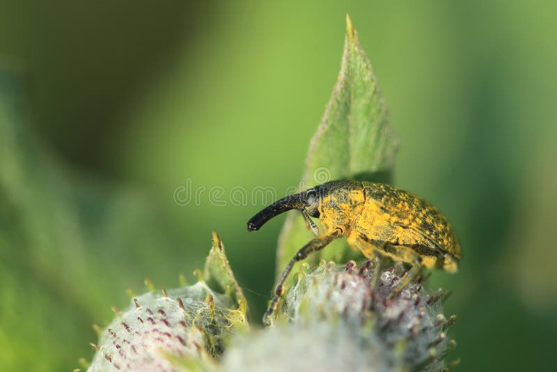 True weevil stock image. Image of nature, european, insect - 74465027
