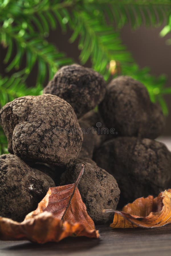 Trufa preta do cogumelo imagem de stock. Imagem de setembro - 61713501