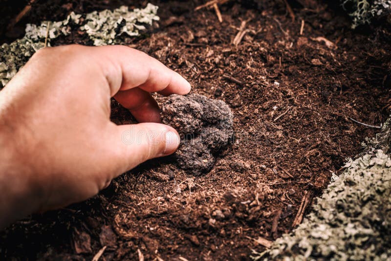 Trufa preta do verão foto de stock. Imagem de terra, preto - 77040962