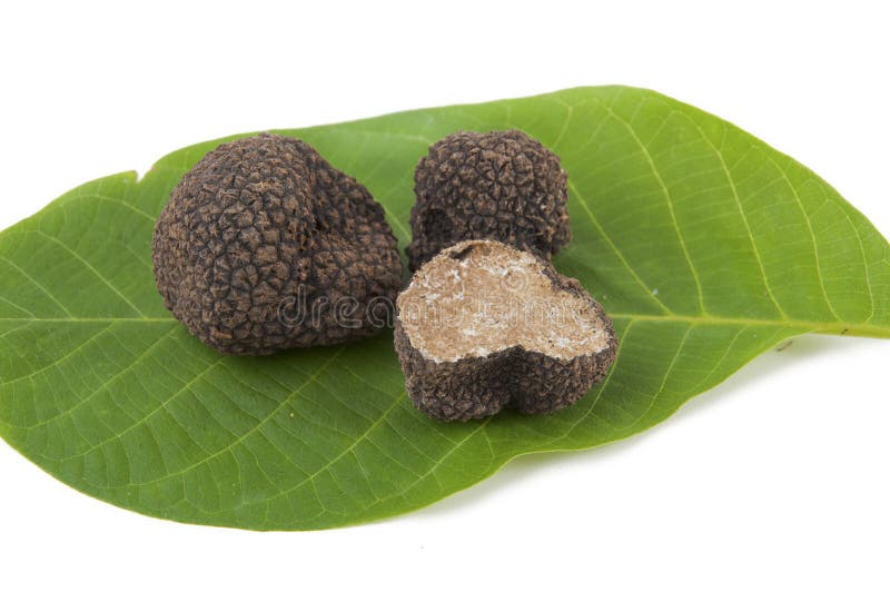 Trufas Pretas Isoladas Sobre Fundo Branco Trufa Fresca Com Ramificação ...