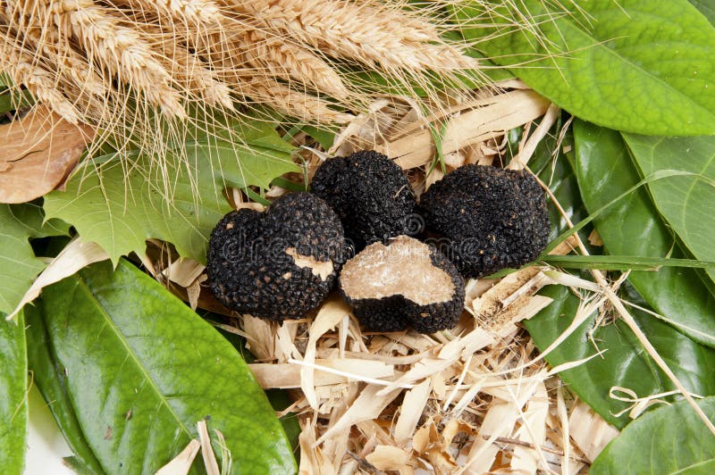 Trufa Preta Recentemente Colhida Imagem de Stock - Imagem de terra ...