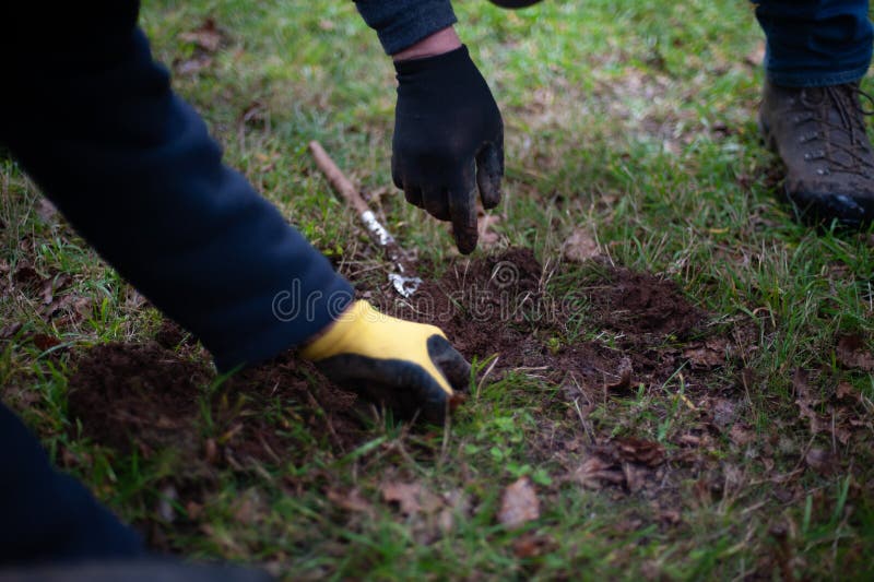 Truffle Hunting Digging Up the Truffles Stock Image - Image of basket ...