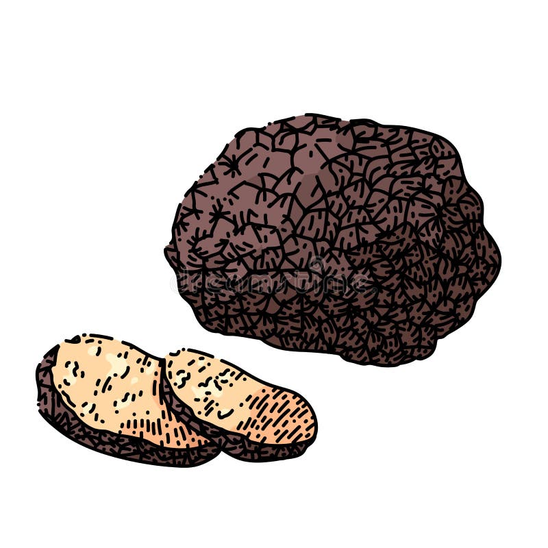 Truffle Mushroom Sketch Hand Drawn Vector Stock Vector Illustration Of Bizarre Mushroom
