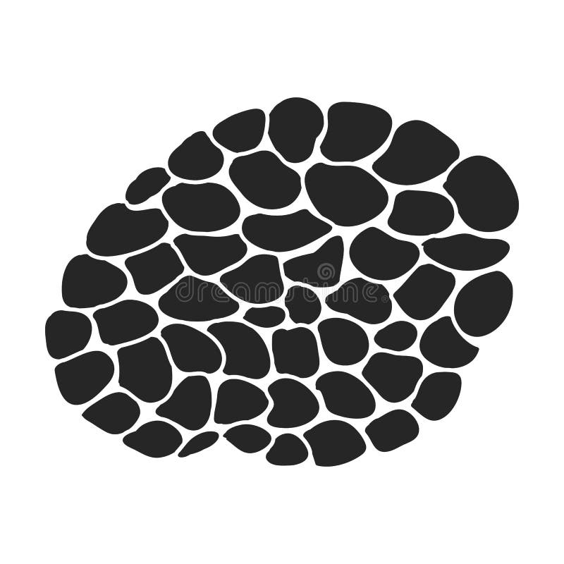 Black Truffle Isolated White Stock Illustrations – 814 Black Truffle ...
