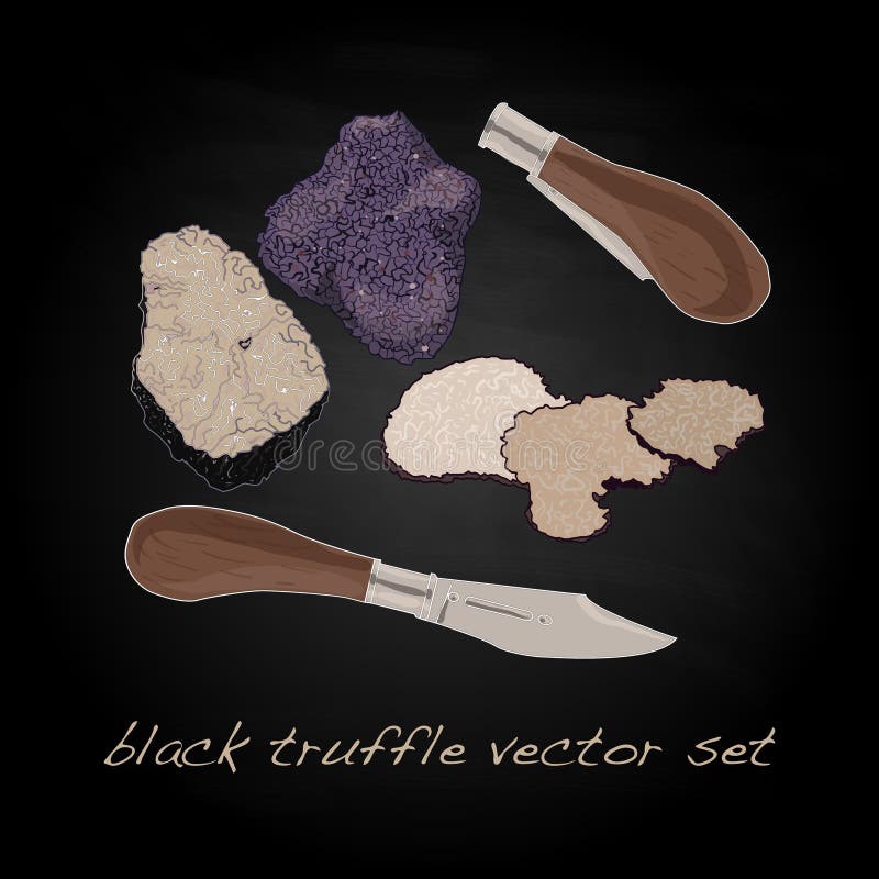 Truffle Vector Illustration Stock Vector - Illustration of delicious ...