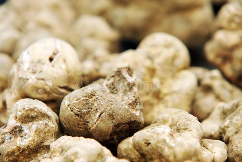 Truffles stock image. Image of abstract, tartuffe, ingredients - 3330123