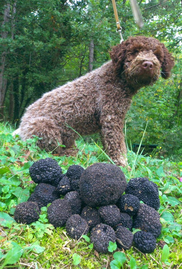 Truffles stock image. Image of organic, truffle, tuber - 17655671
