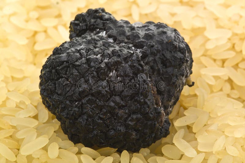 Truffles and rice stock photo. Image of luxury, delicious - 25910034