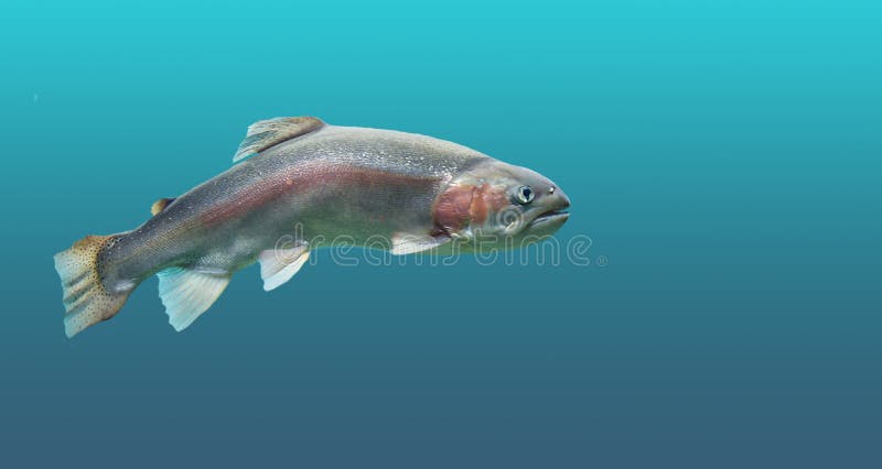 Truite De Poissons En Eau De Mer Photo stock - Image du ailette, faune ...