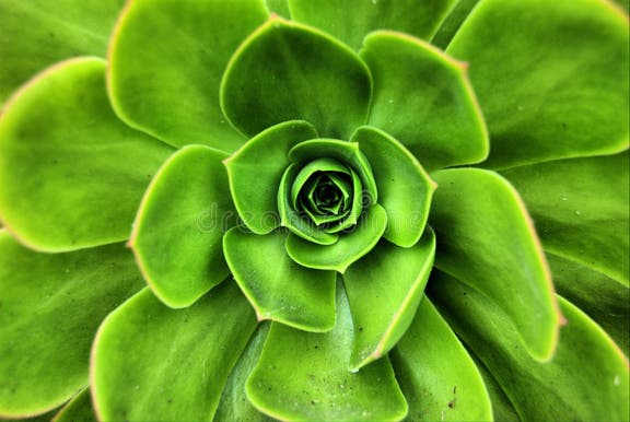 Truly Green stock image. Image of faith, love, away, plant - 7626509