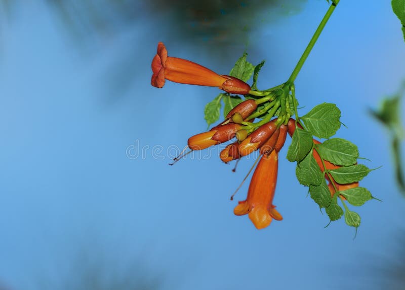 Trumpet Creeper stock image. Image of flower, exotic - 41615397