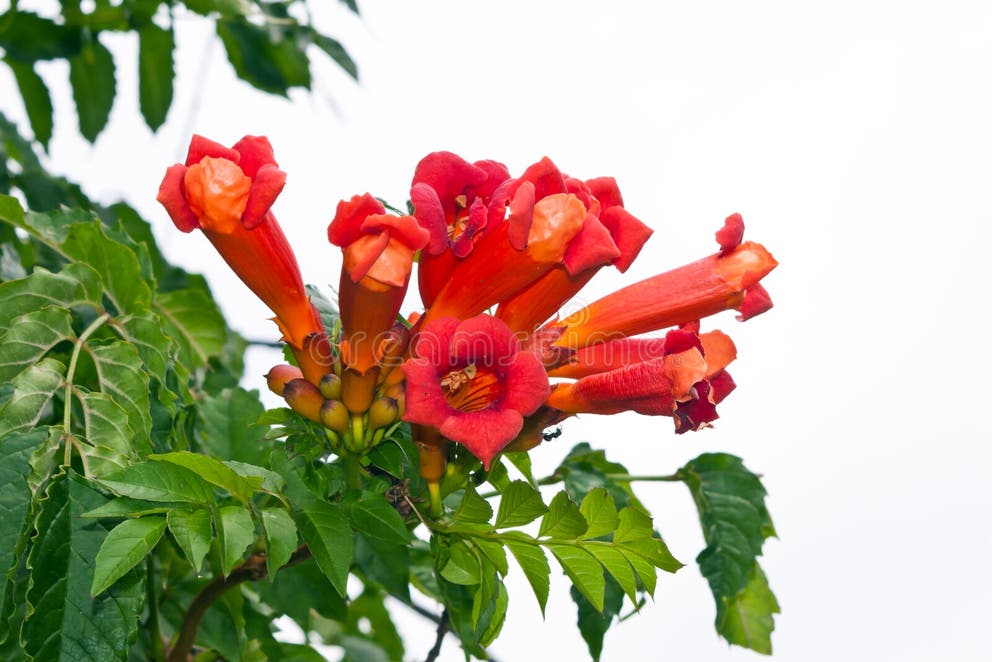 220 Trumpet Creeping Stock Photos - Free & Royalty-Free Stock Photos ...