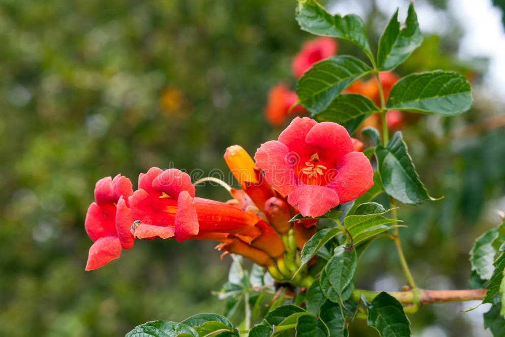 220 Trumpet Creeping Stock Photos - Free & Royalty-Free Stock Photos ...