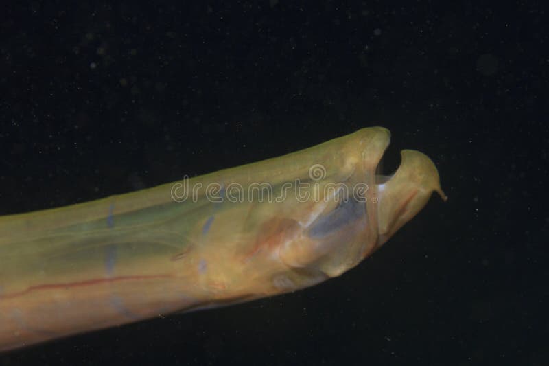 Trumpet fish snout stock image. Image of world, diving - 346441941
