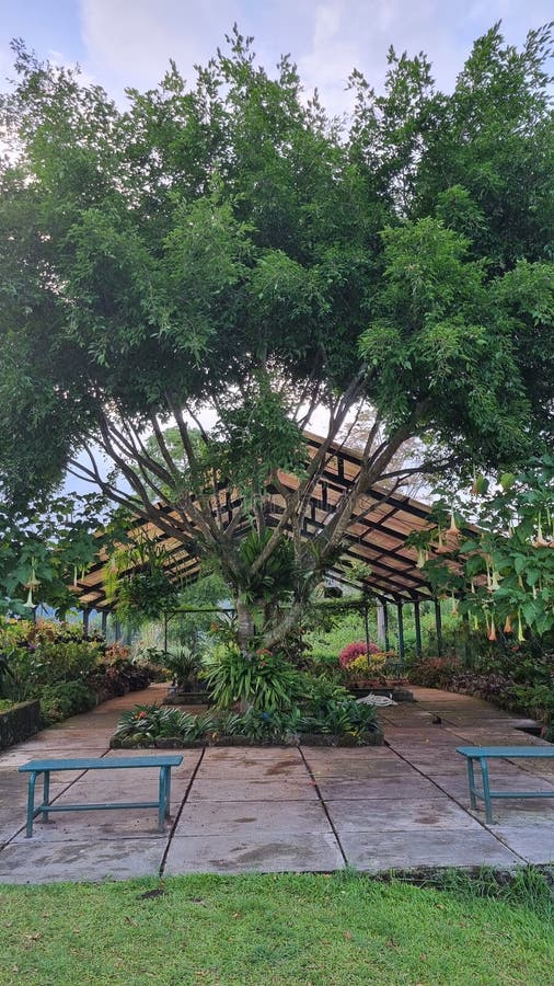 Trumpet Flower Garden in Garut Stock Photo - Image of shrub, garden ...