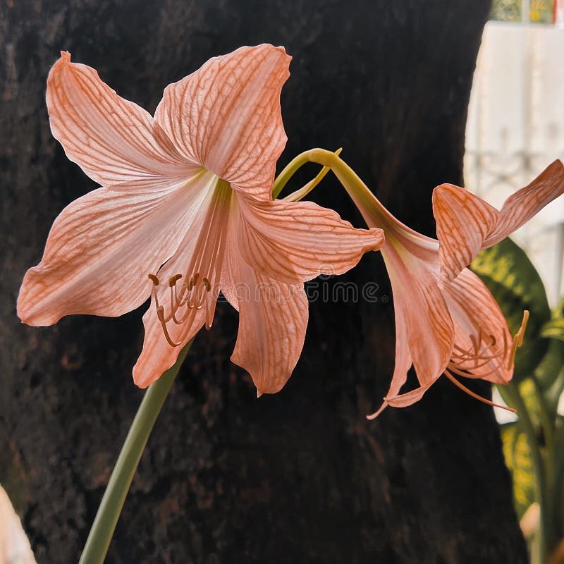 Trumpet Flower with Unique Pattern Stock Image - Image of branch ...