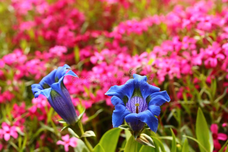 Trumpet Gentian, Blue Spring Flower in Garden Stock Image - Image of ...