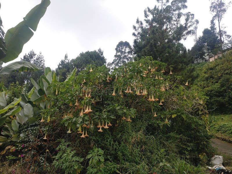 Trumpet-shaped Flowers among the Growing Trees. Stock Image - Image of ...