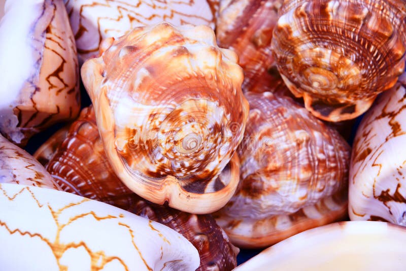 Trumpet shell stock image. Image of marine, cowry, shell - 20619535