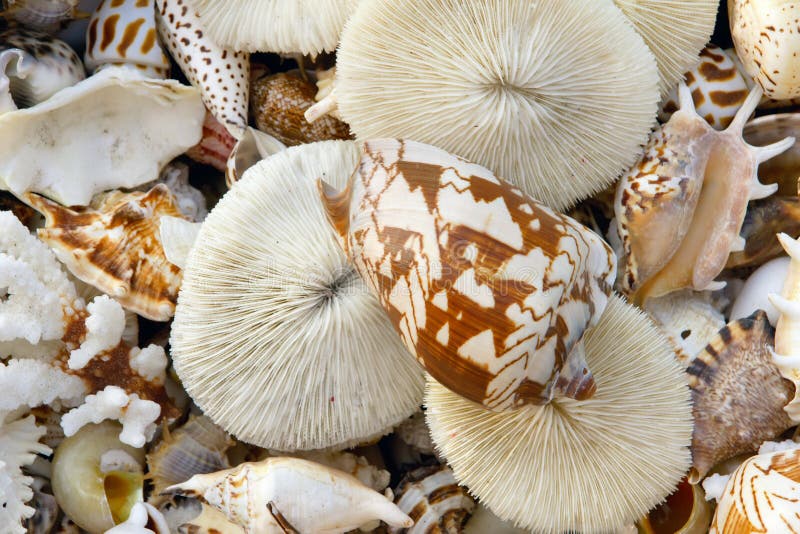Trumpet shell stock image. Image of closeup, white, coral - 20619633