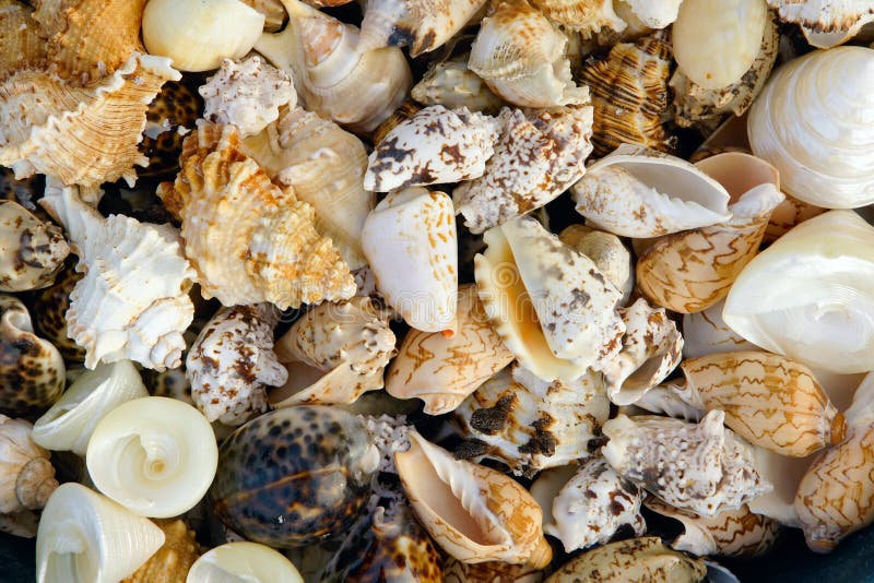 Trumpet shell stock image. Image of cowry, nature, colorful - 20619763