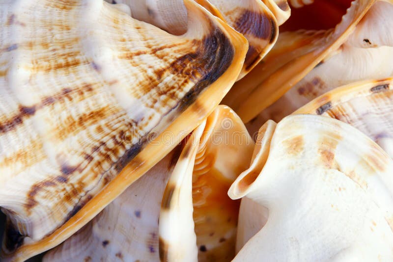 542 Whelk Spiral Stock Photos - Free & Royalty-Free Stock Photos from ...