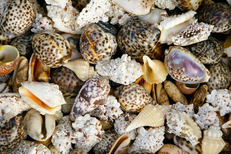 Trumpet shell stock photo. Image of closeup, subuliform - 20619352