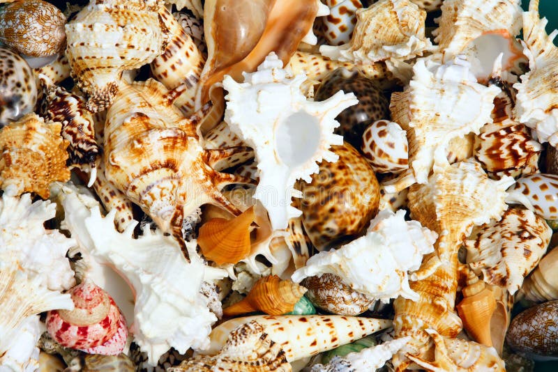 Trumpet shell stock image. Image of closeup, white, coral - 20619633