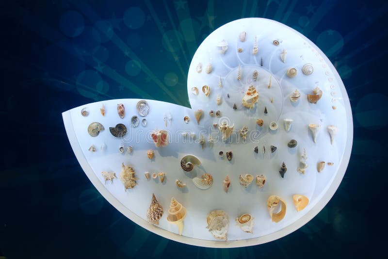 Trumpet shells stock photo. Image of ammonoid, spiral - 35324970