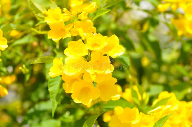 Trumpet Vine, Yellow Bell or Yellow Elder or Tecoma Stans or Yellow ...