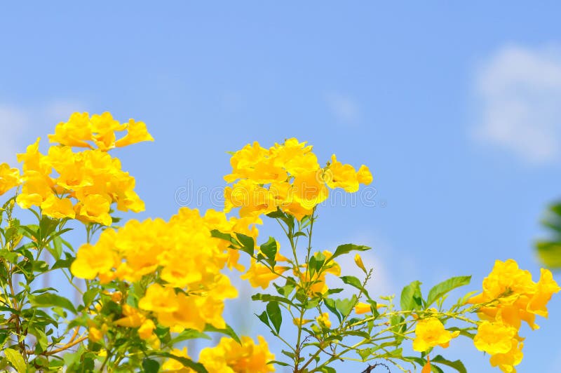 Trumpet Vine, Yellow Bell or Yellow Elder or Tecoma Stans or Yellow ...